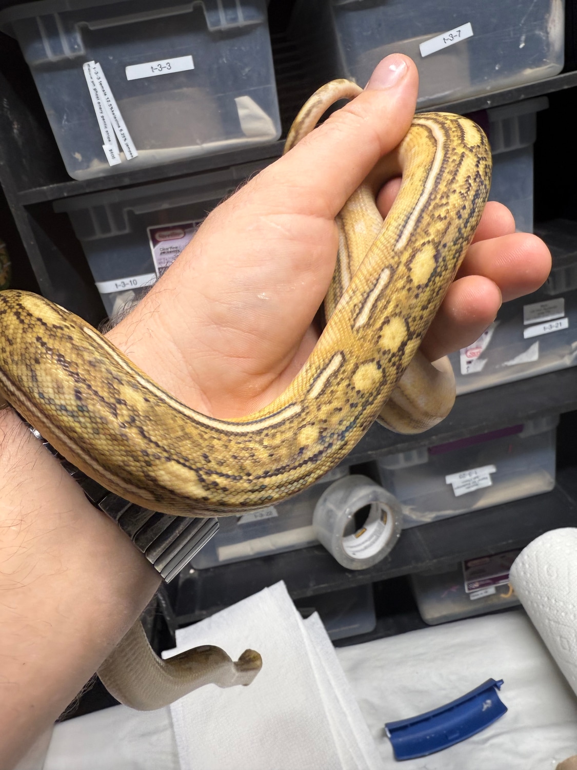 Dna Slithers & Critters