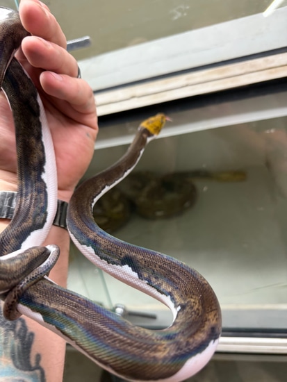 Goldenchild Pied Het White Phase Albino Reticulated Python by Dna ...