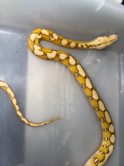 Orange Glow Lemonglow Reticulated Python by Dna Slithers & Critters
