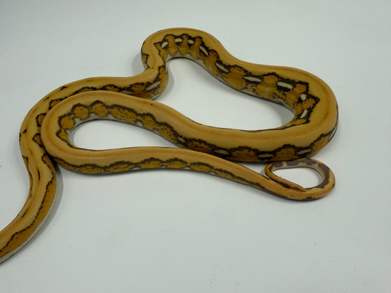 Carmel Mocha Lemonglow Tiger Reticulated Python by Dna Slithers & Critters