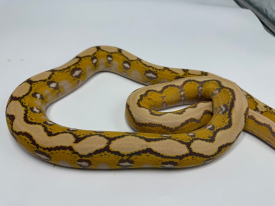 Orange Glow Platinum Reticulated Python by Dna Slithers & Critters