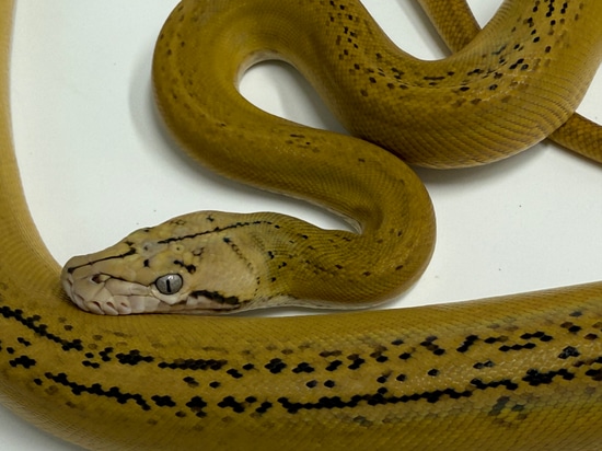 Carmel Mocha Platinum Goldenchild Reticulated Python by Dna Slithers ...
