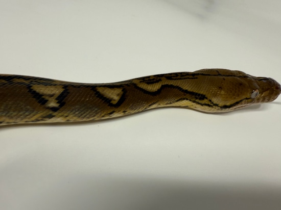 50% Southern Bantaeng Sulawesi Sunfire Phantom Ph Carmel/white Phase ...