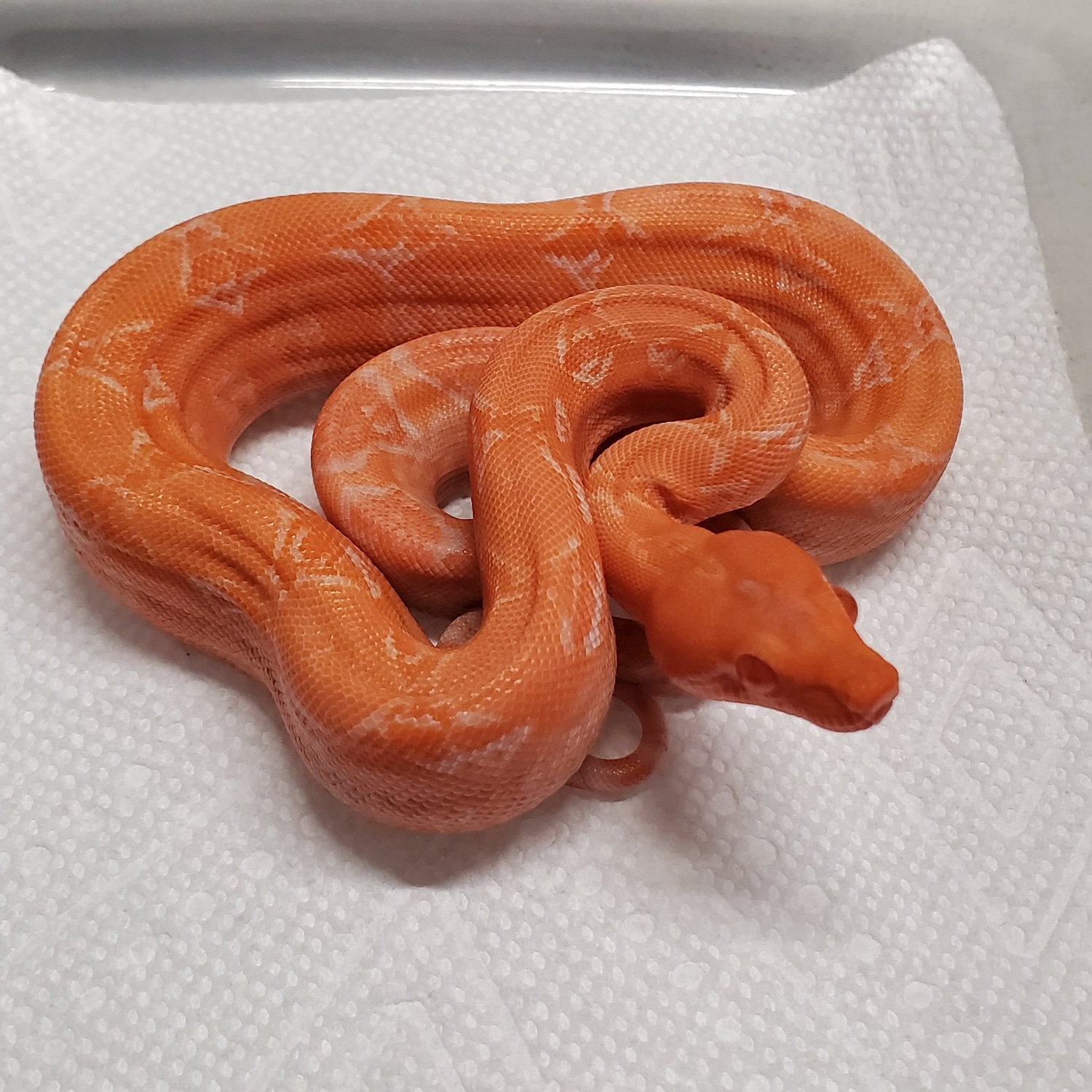 Blood Albino (Lipstick) Boa Constrictor by DNA Breeders - MorphMarket