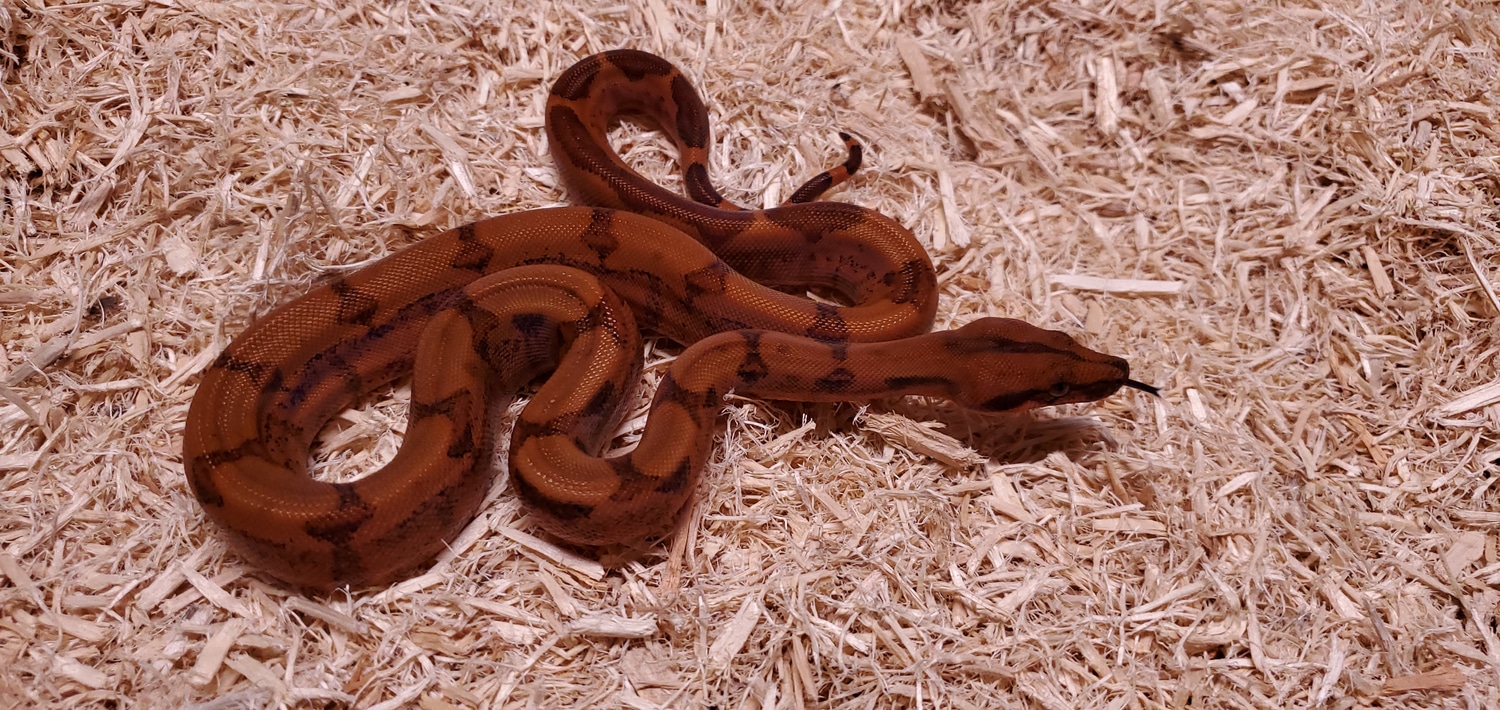 Hypo Blood Het Central American T+ Boa Constrictor by DNA Breeders ...