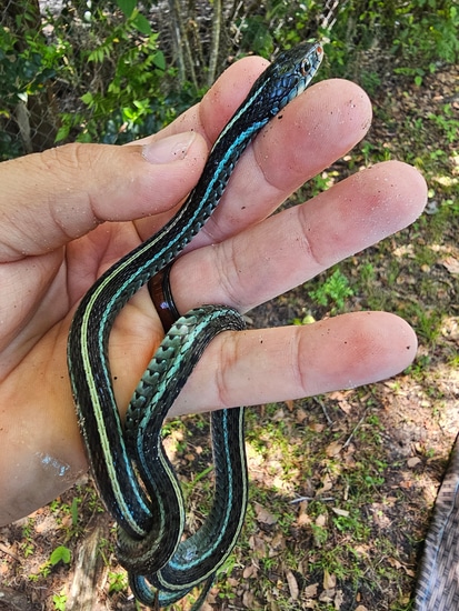 Florida Blue Garter Snake by Dna Reptiles