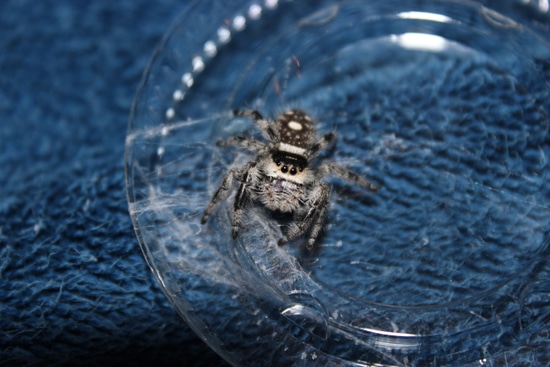 Phidippus Regius) White Phase Regal Jumping Spider by Dna Reptiles
