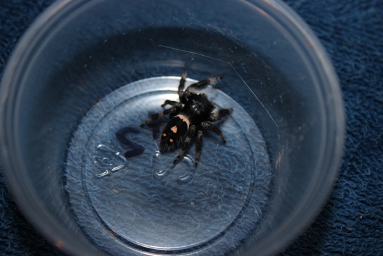 (Phidippus Regius) Black Phase Female Regal Jumping Spider by Dna Reptiles