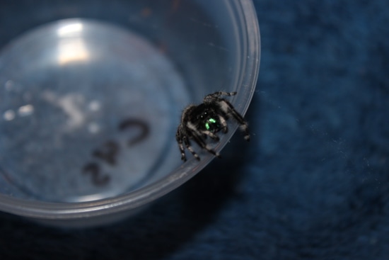 (Phidippus Audax) Male Bold Jumping Spider by Dna Reptiles