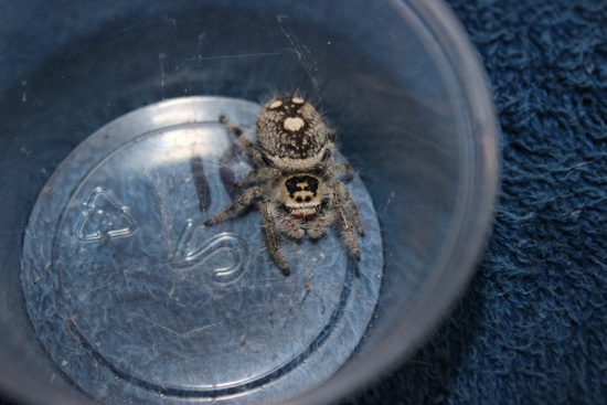 (Phidippus Regius) White Phase Female Regal Jumping Spider by Dna Reptiles