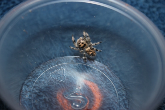 (Phidippus Regius) White Phase Regal Jumping Spider by Dna Reptiles