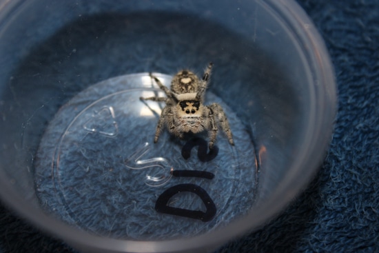 (Phidippus Regius) White Phase Female Regal Jumping Spider by Dna Reptiles