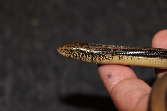 (Ophisaurus Ventralis) Eastern Glass Lizard Legless Lizard by Dna Reptiles