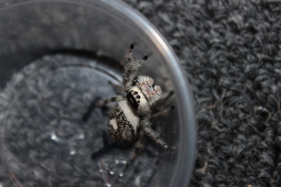 (Phidippus Regius) Female White Phase Regal Jumping Spider by Dna Reptiles