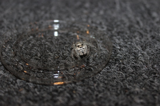 (Phidippus Regius) White Phase Female Regal Jumping Spider by Dna Reptiles