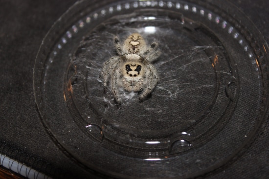 (Phidippus Regius) White Phase Regal Jumping Spider by Dna Reptiles