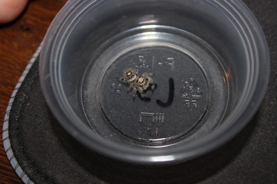 (Phidippus Regius) White Phase Regal Jumping Spider by Dna Reptiles