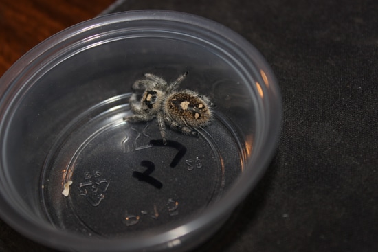 (Phidippus Regius) White Phase Regal Jumping Spider by Dna Reptiles