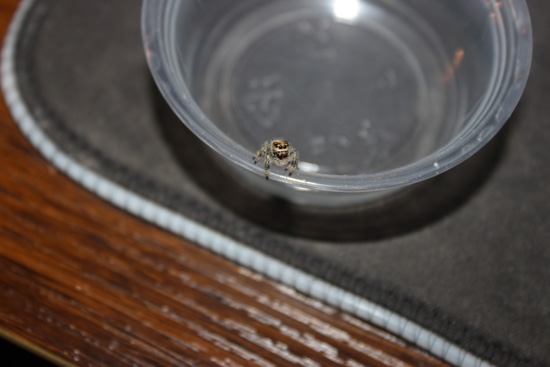 (Phidippus Regius) White Phase Regal Jumping Spider by Dna Reptiles