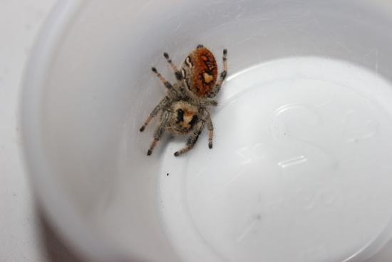 (Phidippus Regius) Female Regal Jumping Spider by Dna Reptiles