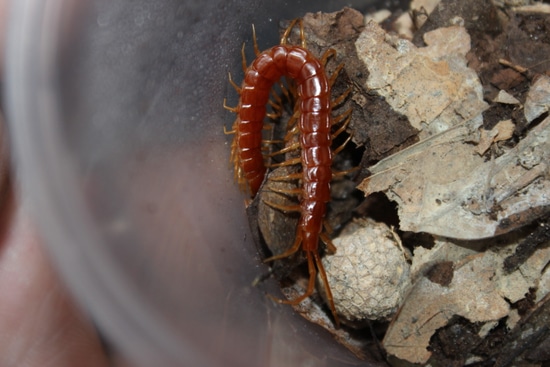 Florida Bark Centipede by Dna Reptiles