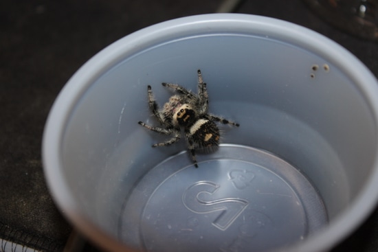 (Phidippus Regius) Regal Jumping Spider by Dna Reptiles