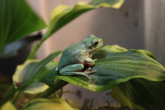 Dumpy Tree Frogs White's Tree Frog by Dna Reptiles