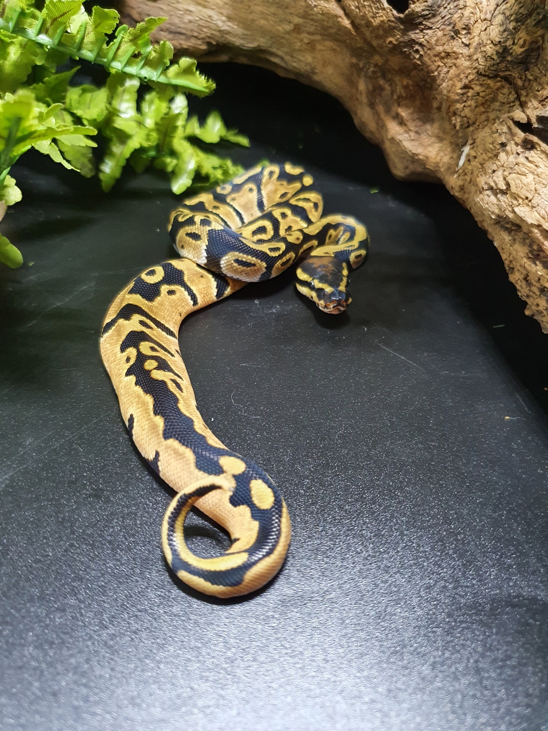 Orange Dream 100% Het Pied Ball Python by DNA Royal Pythons - MorphMarket