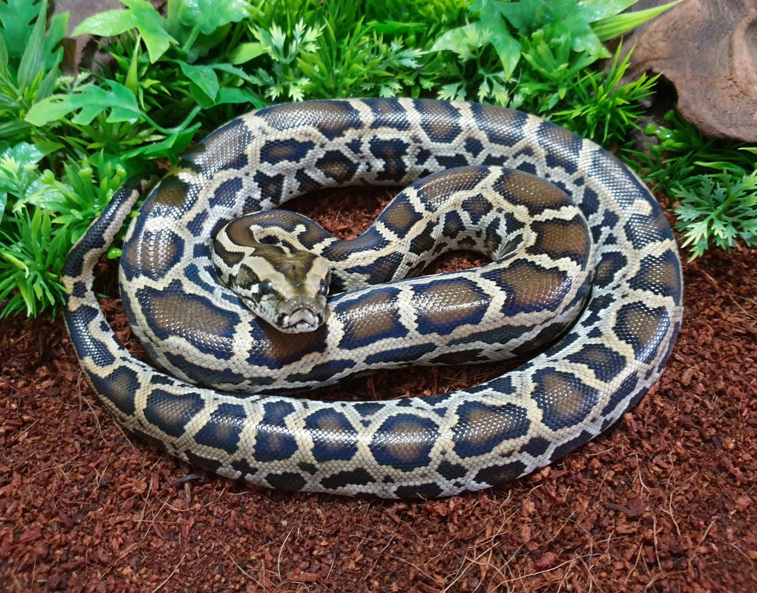 Wildtype 100% Het Albino Poss Het Green Poss Het Granite Burmese Python ...