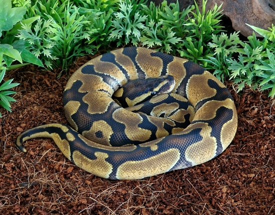 Enchi Het Red Axanthic 50% Het Green Ghost Ball Python by D&H Royals