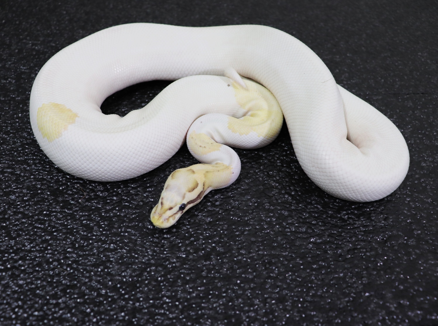 Vanilla Scream Pied Ball Python by DNJ Pythons - MorphMarket