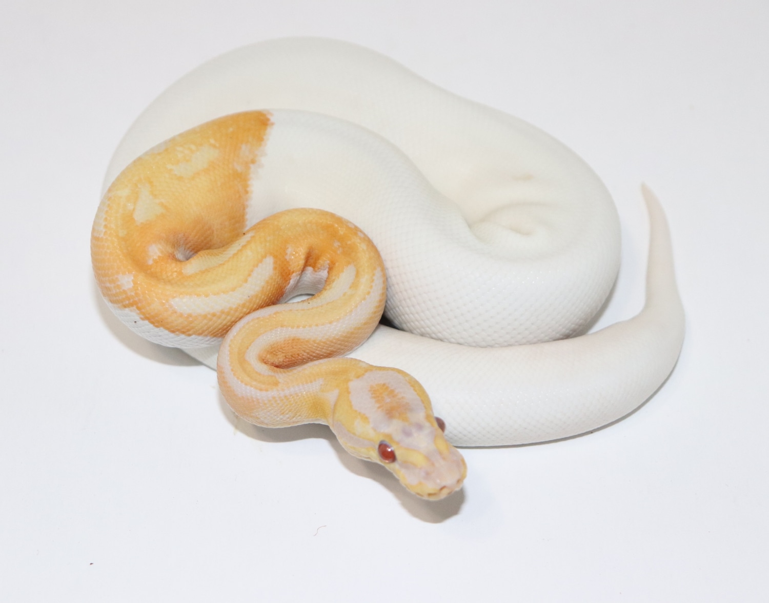 Dreamsicle Ball Python by DNJ Pythons - MorphMarket