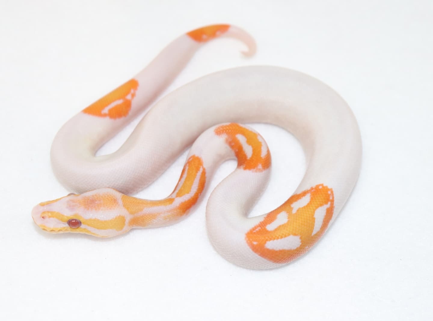 Dreamsicle Ball Python by DNJ Pythons - MorphMarket