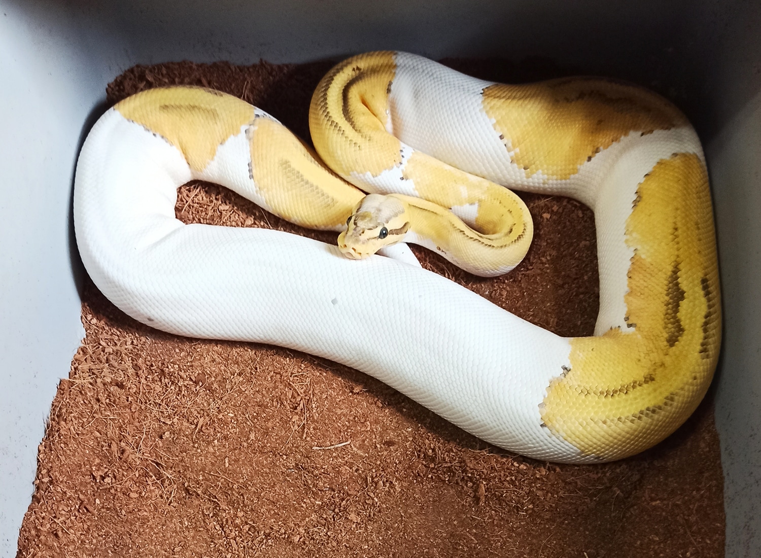 Super Pastel Creed Citrus Hypo Pied Ball Python by DNJ Pythons ...