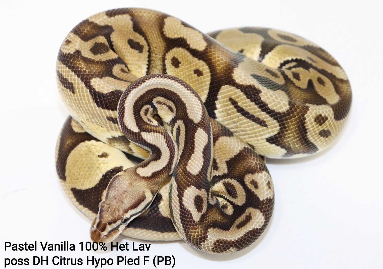 DNJ Pythons's Collection - MorphMarket