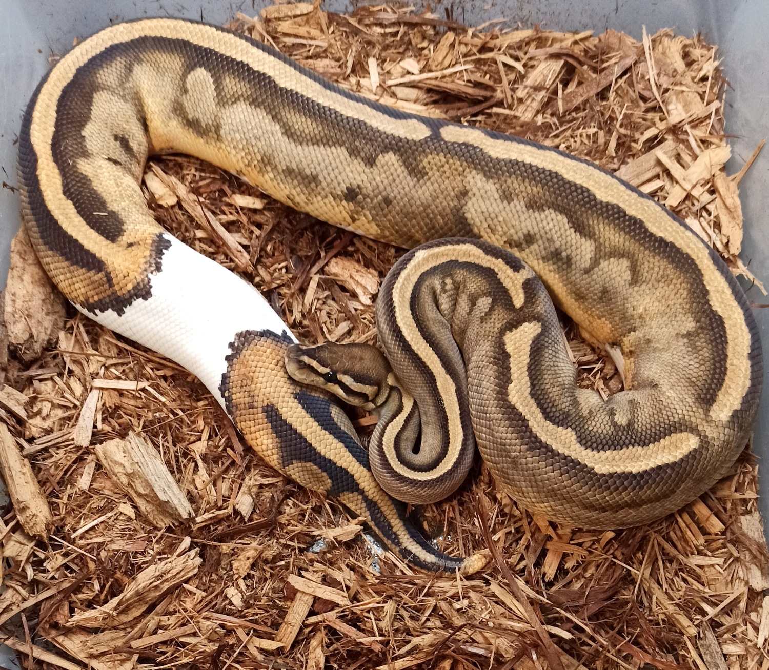 Pied 50% Het Lavender Ball Python by DNJ Pythons - MorphMarket