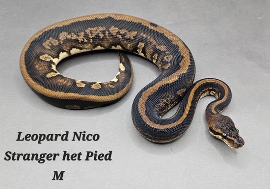 Leopard Nico Stranger Het Pied Ball Python by DNJ Pythons