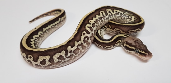 Pastel Lesser Leopard Female Ball Python by DnKreptiles