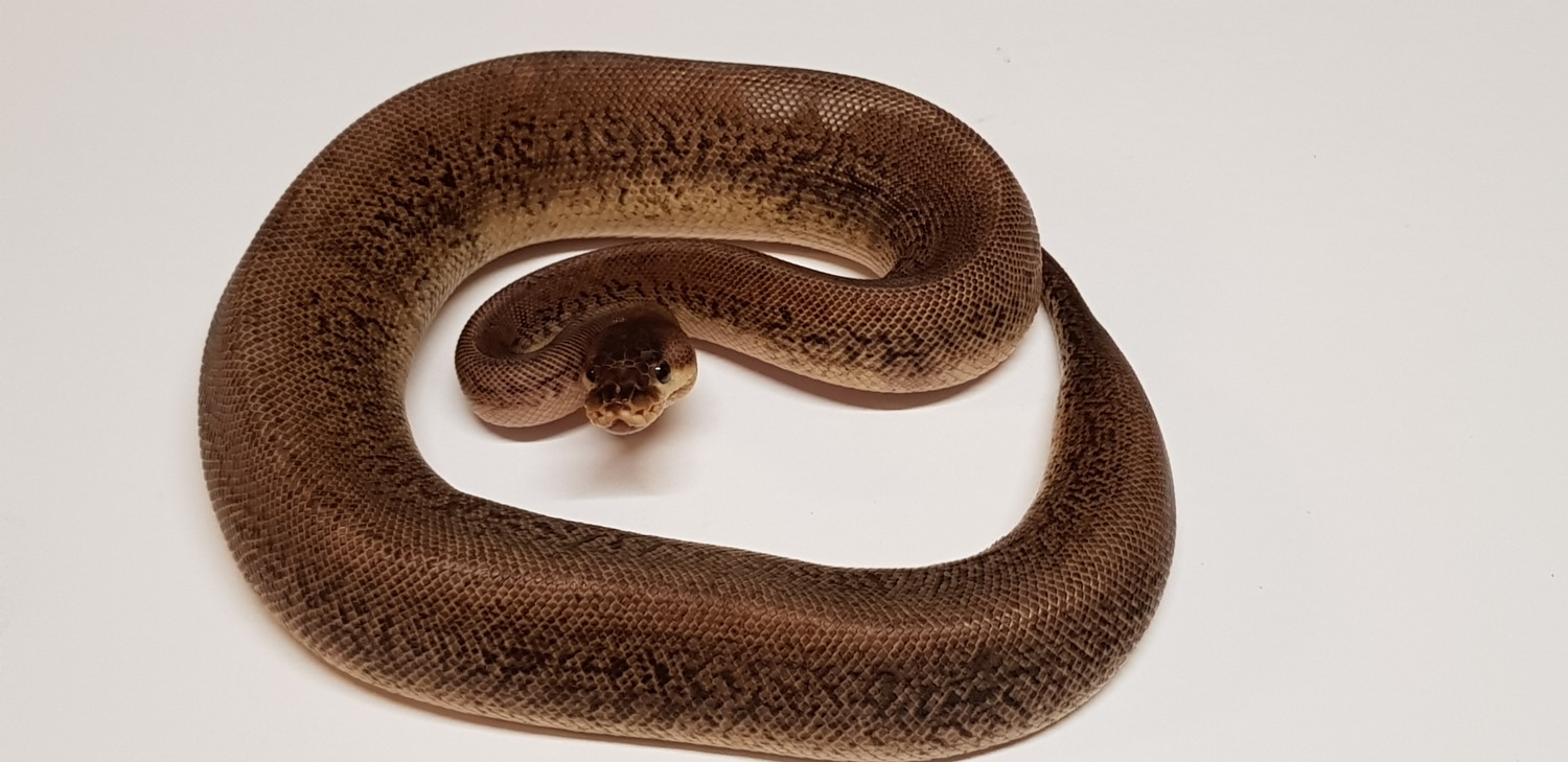 Pastel Gargoyle Female Ball Python by DnKreptiles - MorphMarket