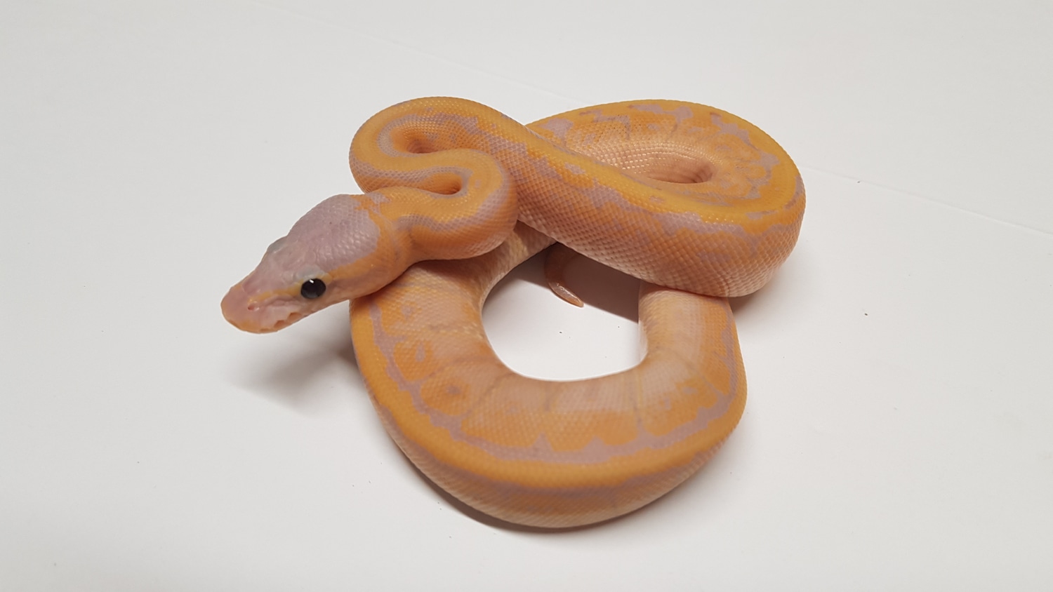 Coral Glow Pinstripe Male Ball Python by DnKreptiles - MorphMarket