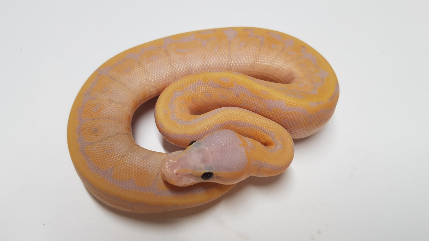 Coral Glow Pinstripe Male Ball Python by DnKreptiles - MorphMarket