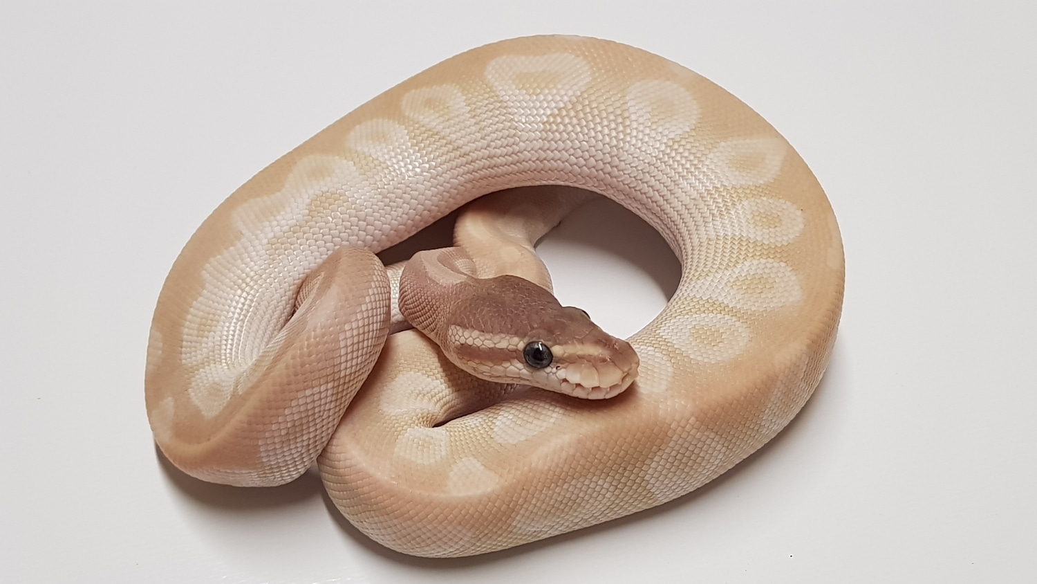Crystal Ball Python by DnKreptiles - MorphMarket