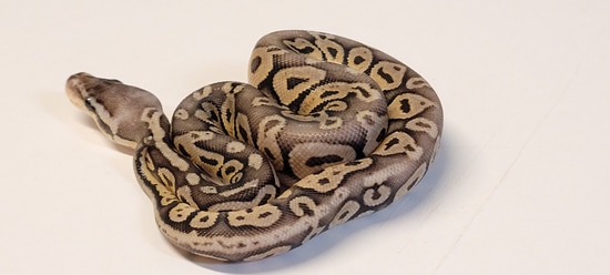 Super Pastel Hra Yb Male Ball Python by DnKreptiles