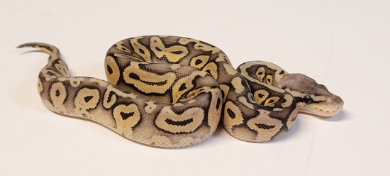 Super Pastel Hra Yb Male Ball Python by DnKreptiles