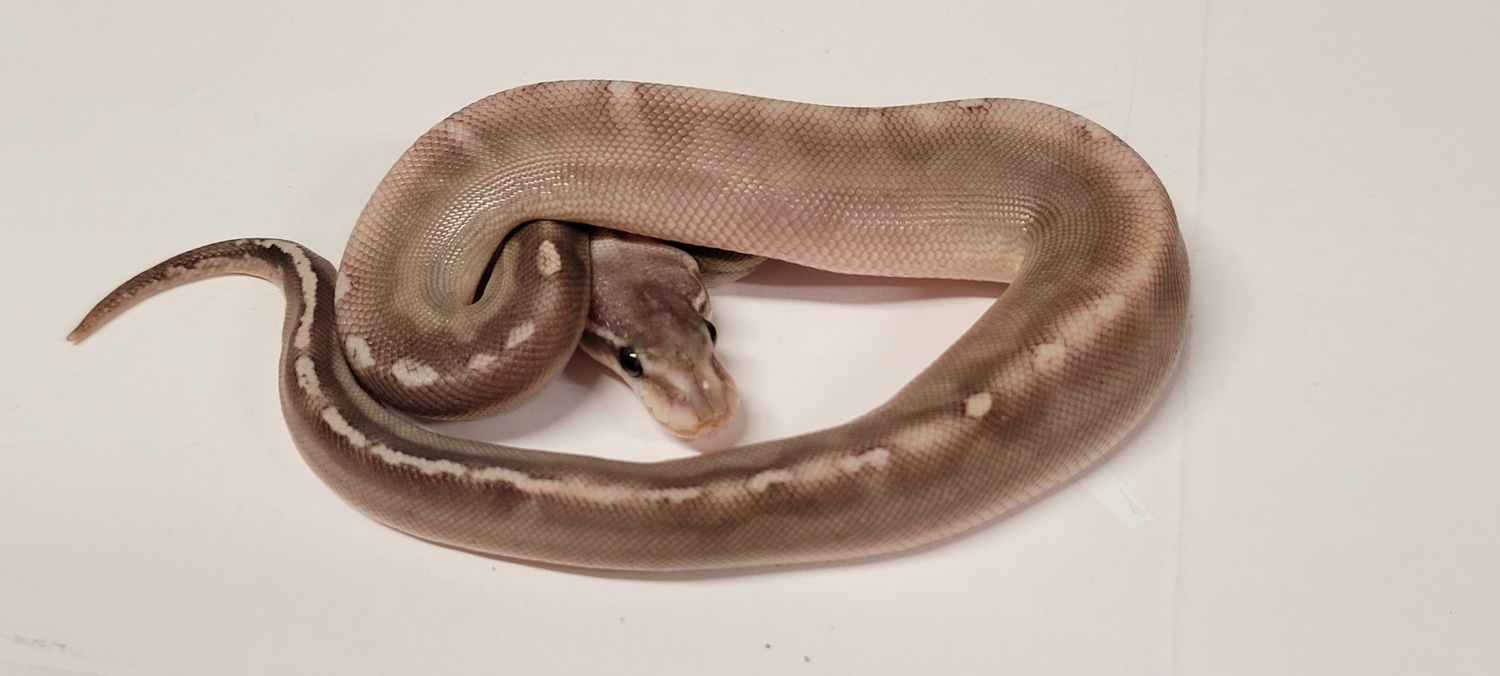 Ghi Black Pewter Female Ball Python by DnKreptiles - MorphMarket