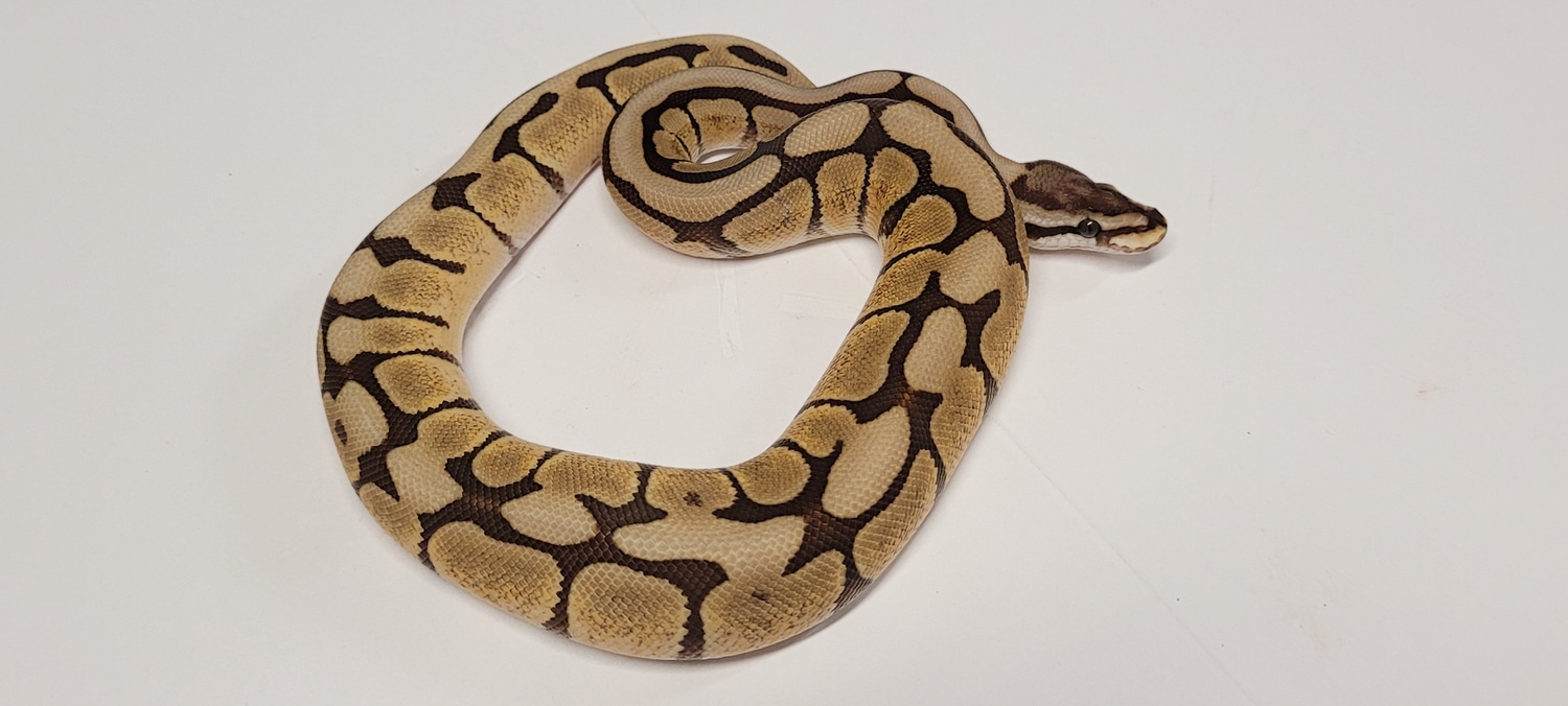 Mystic / Mojave Sp.Het Ghost Female Ball Python by DnKreptiles ...