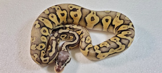 Super Pastel Spector Male Ball Python by DnKreptiles