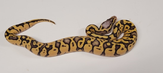 Super Pastel Female Ball Python by DnKreptiles