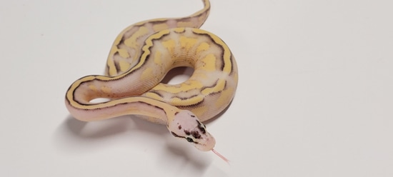 Pastel Superstripe Female Ball Python by DnKreptiles