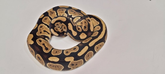 Normal Female Ball Python by DnKreptiles